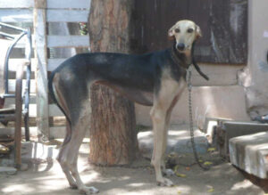 Kanni Dog Breed Facts - DogDekho